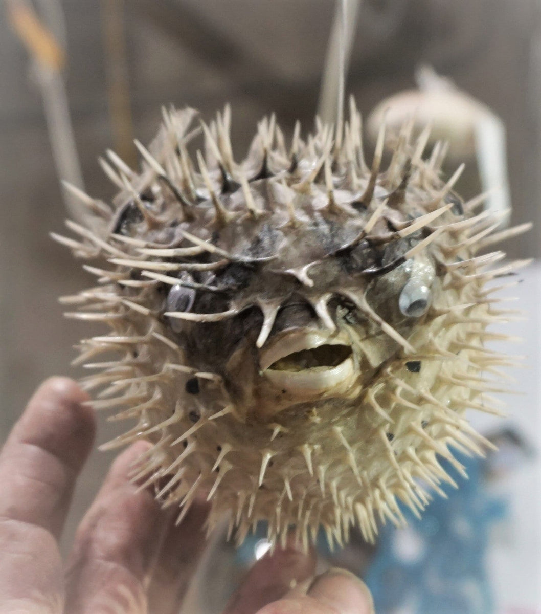 Real dried puffer fish taxidermy Porcupine Puffer hanging fish 6" - 8"