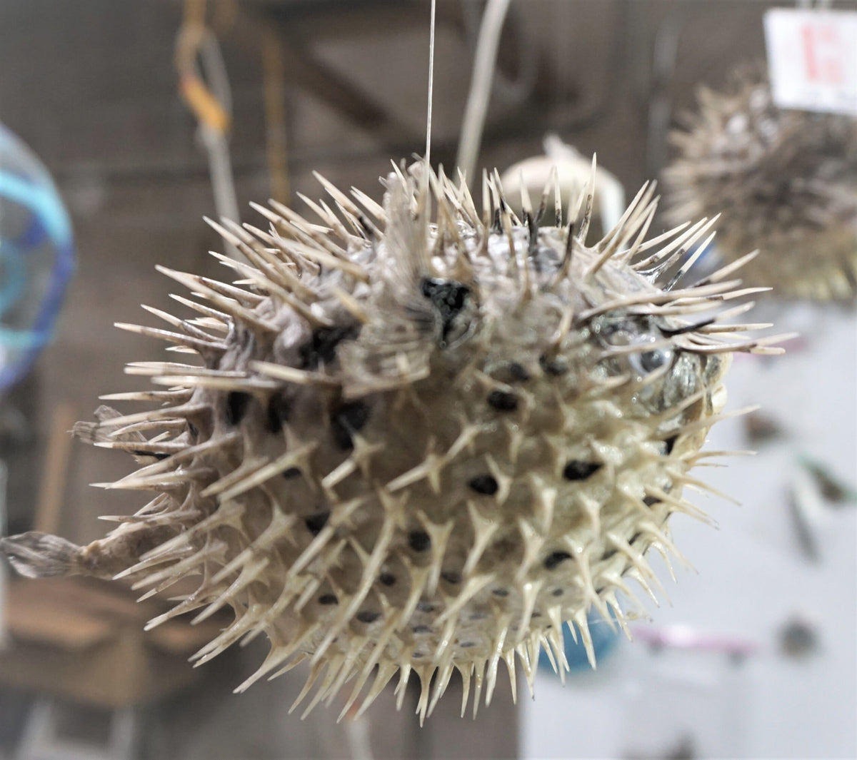 Real dried puffer fish taxidermy Porcupine Puffer hanging fish 6" - 8"