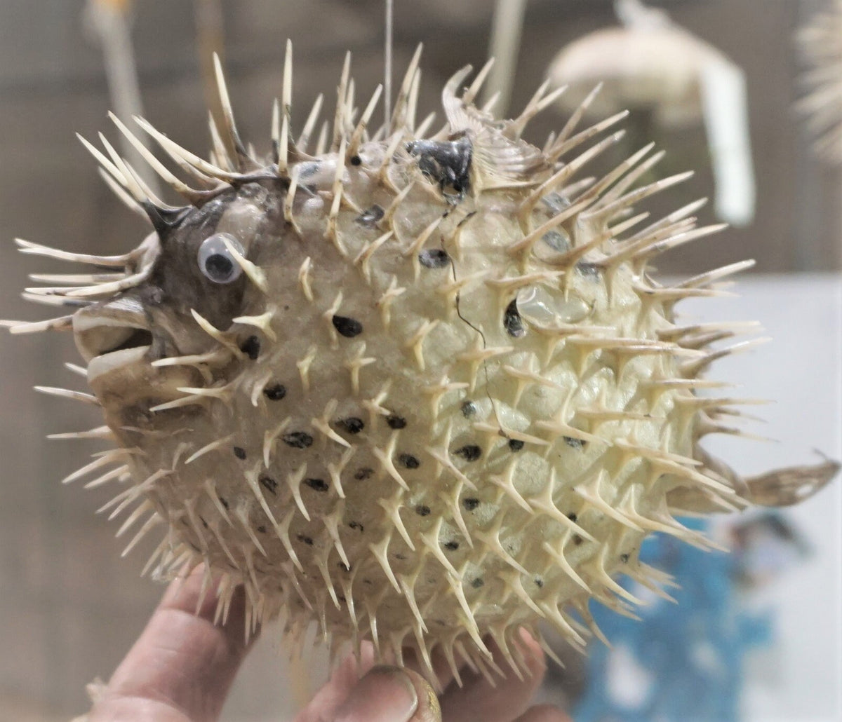 Real dried puffer fish taxidermy Porcupine Puffer hanging fish 6" - 8"